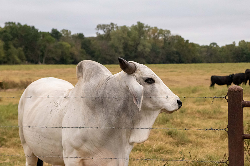 OKC VeloCity | Cattlemen's Congress provides boost to Oklahoma City economy